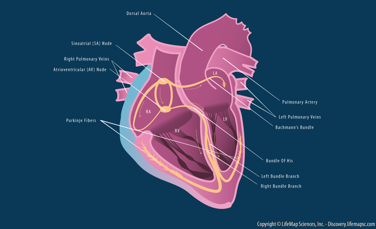 Heart Conduction System Infographic LifeMap Discovery