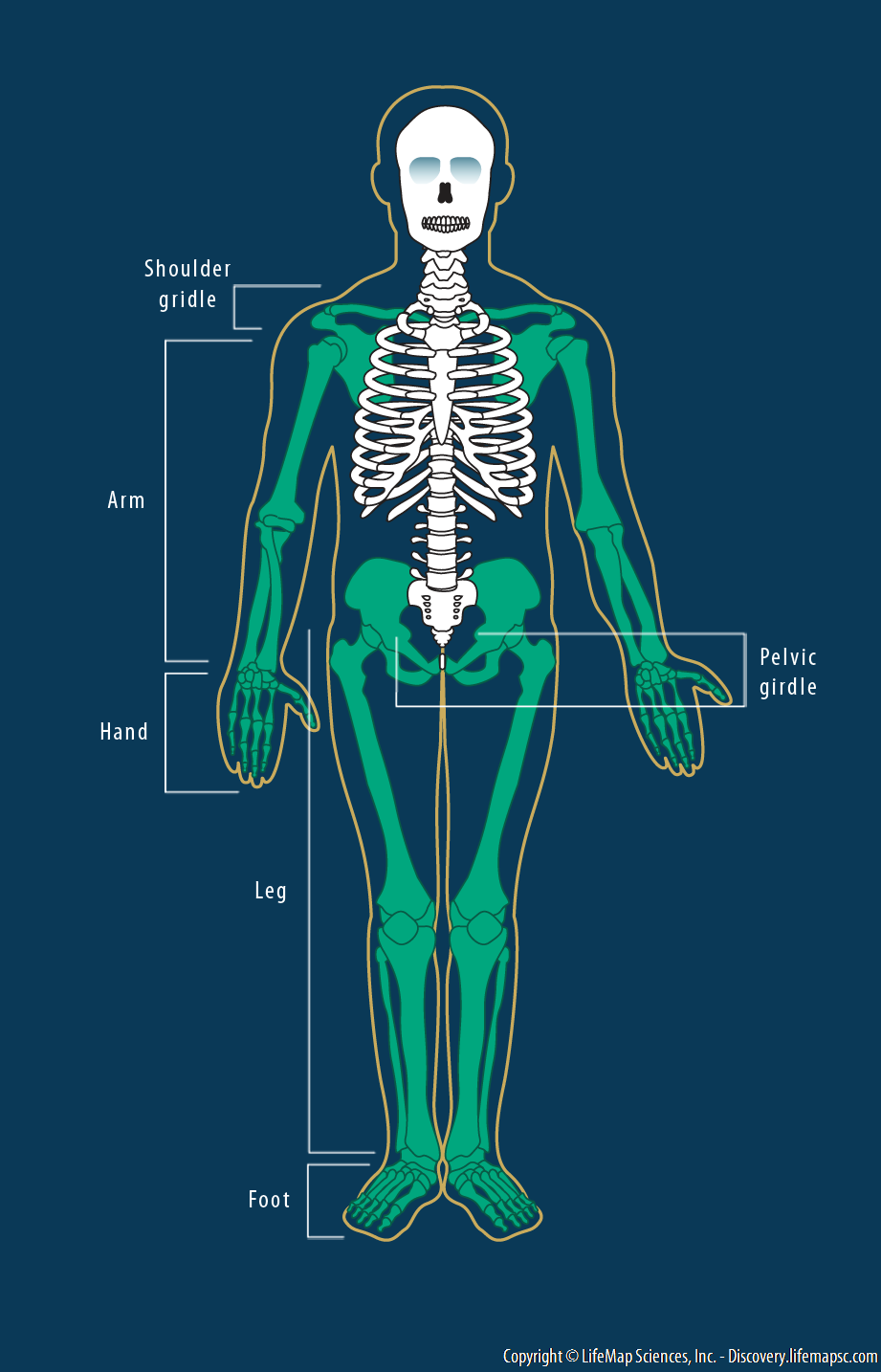 Human Limb Bones Infographic LifeMap Discovery