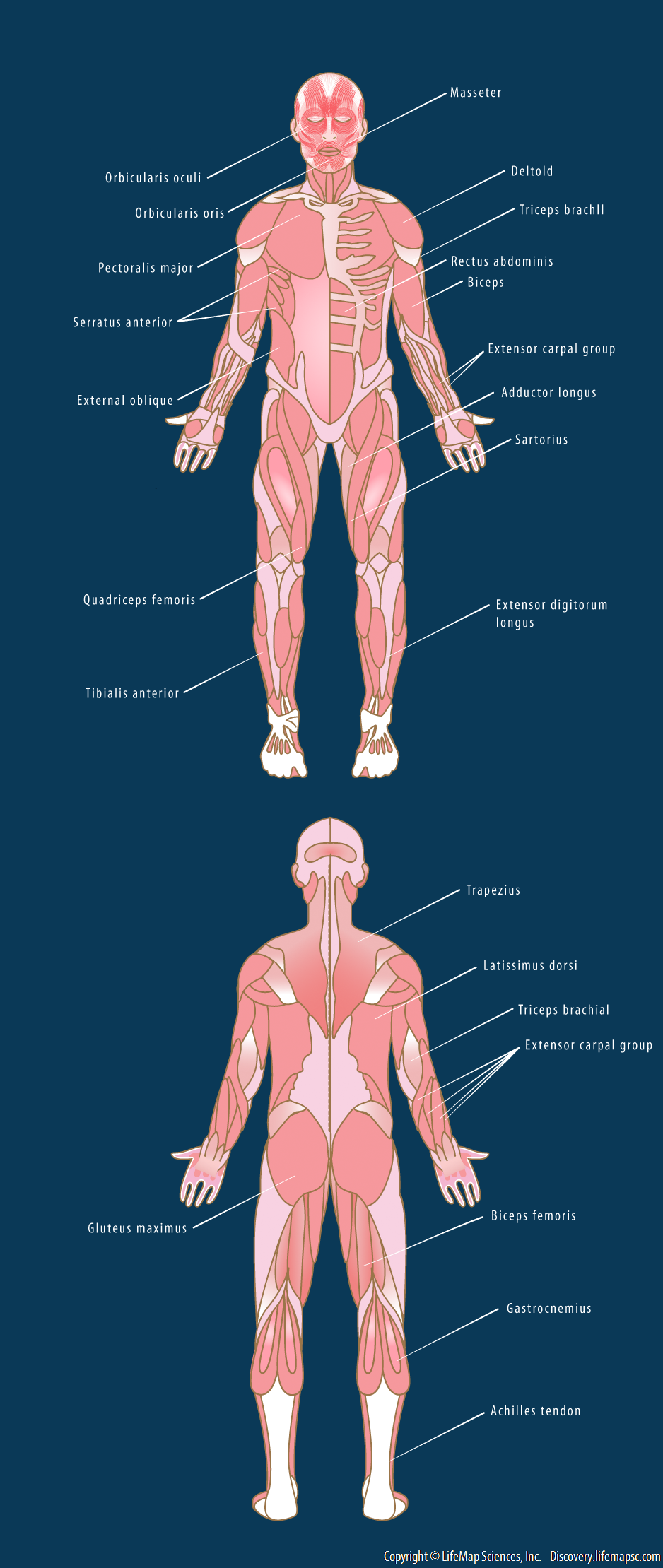 Human Skeletal Muscle Distribution Infographic LifeMap Discovery
