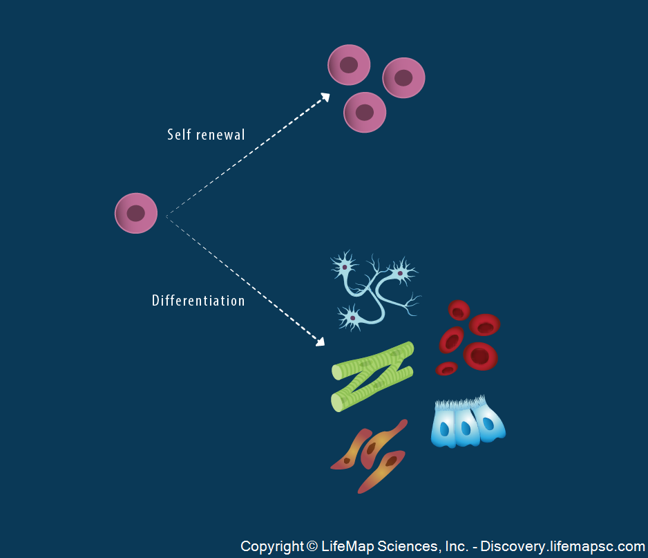 Cell Differentiation Examples